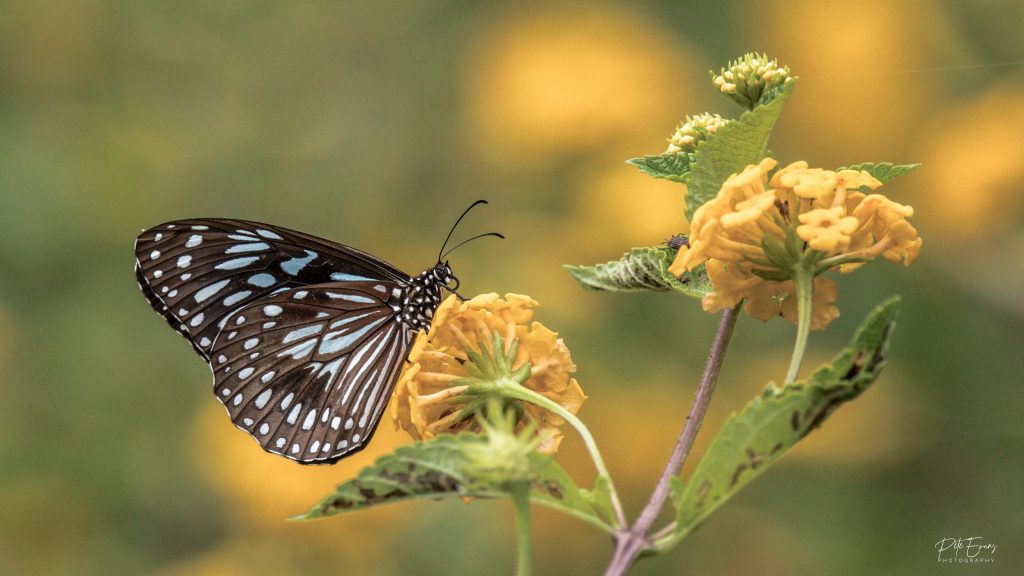 Capturing a Blue Tiger Sunshine Coast News Photo of the Day