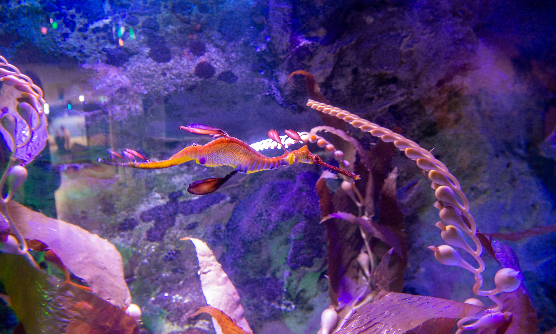 Plans for SEA LIFE Sunshine Coast to be more interactive