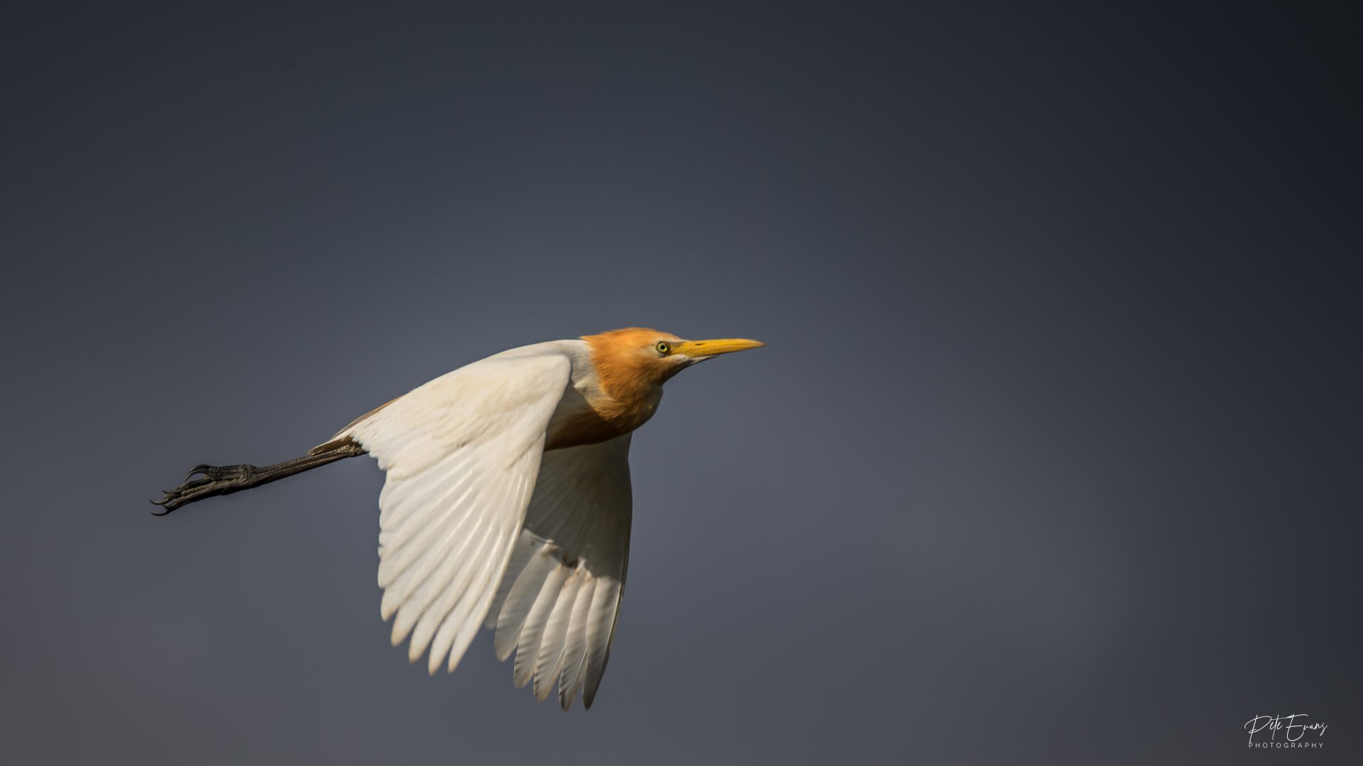 Smooth flight: Sunshine Coast News Photo of the Day