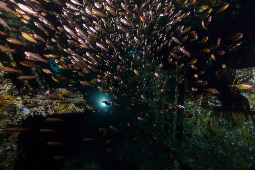 Ex-HMAS Brisbane emerges as a world-class dive site
