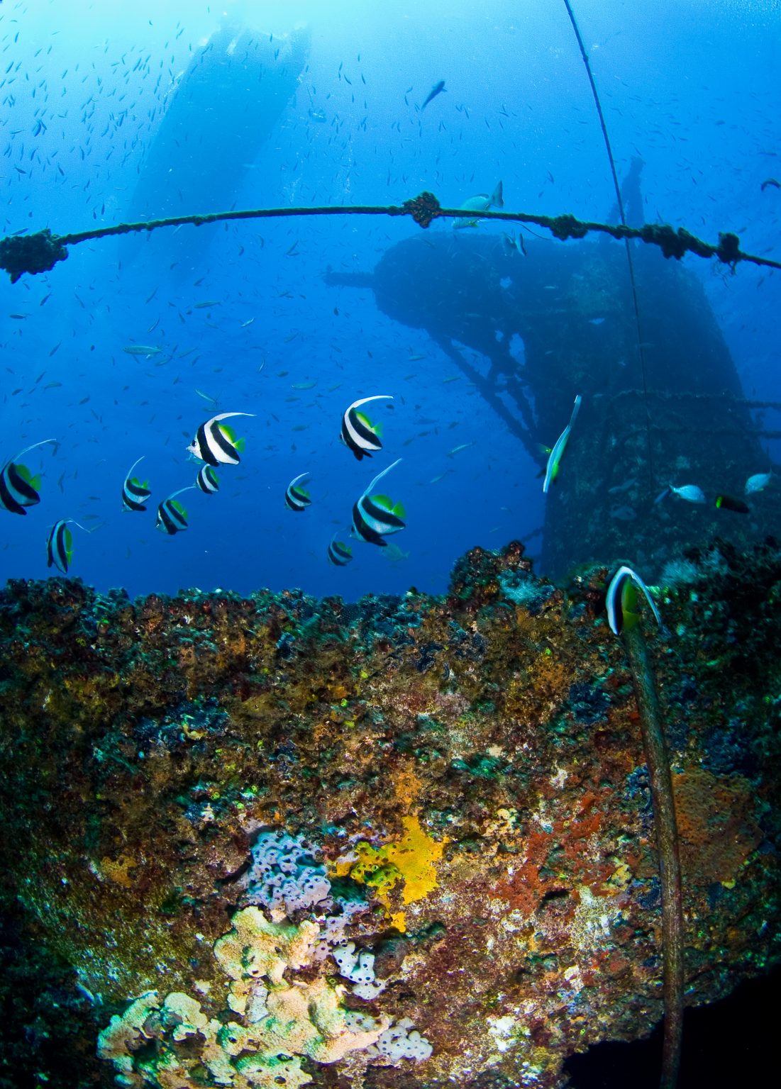 Ex-HMAS Brisbane emerges as a world-class dive site