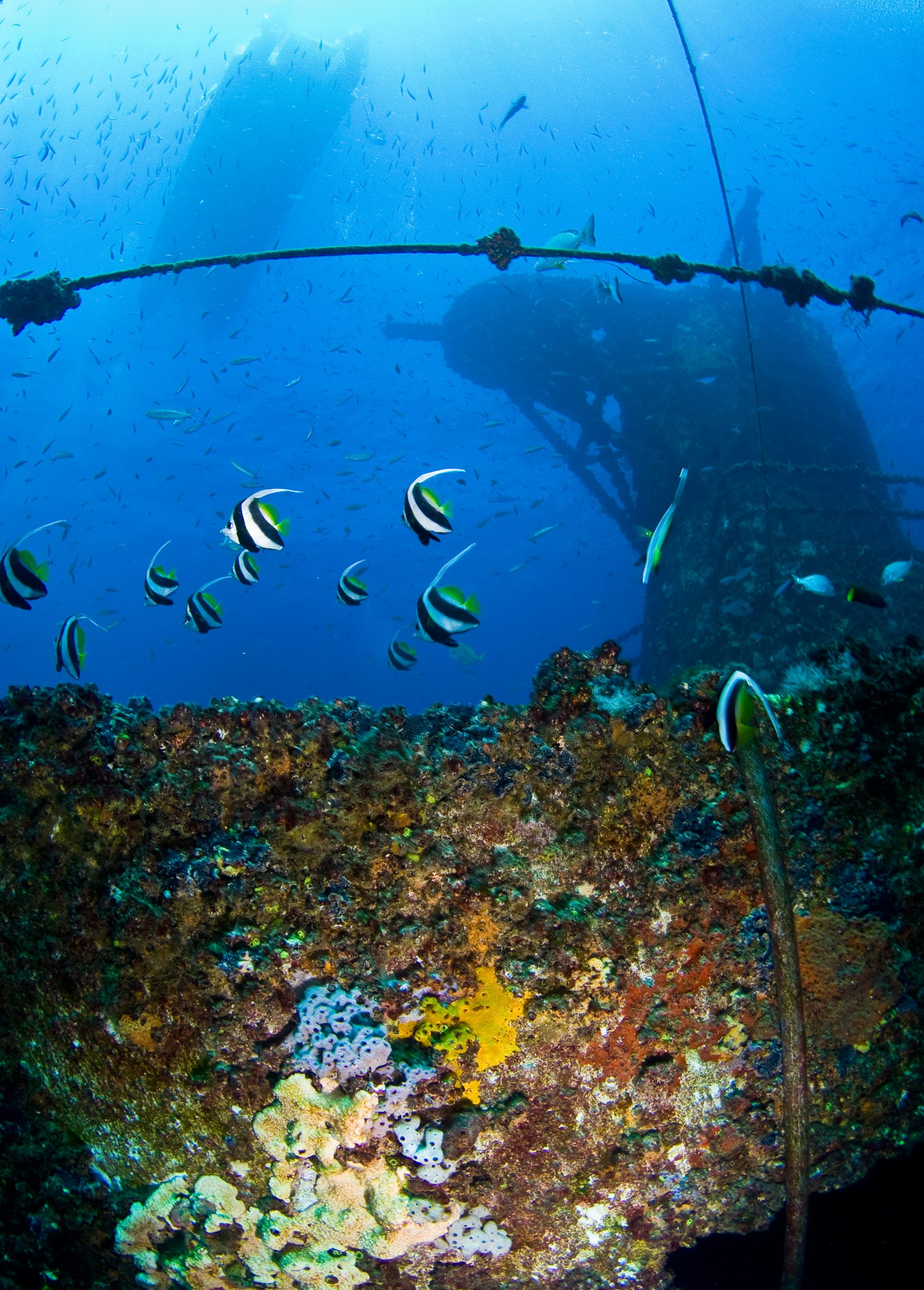 Ex-HMAS Brisbane emerges as a world-class dive site