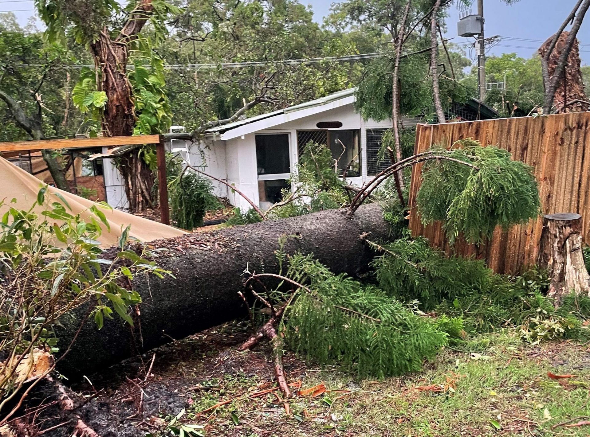 100-foot tree 'snapped like toothpick' in wild storm - Sunshine Coast News
