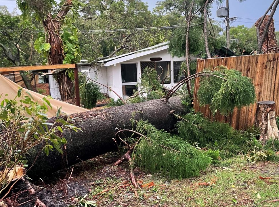100-foot tree 'snapped like toothpick' in wild storm - Sunshine Coast News