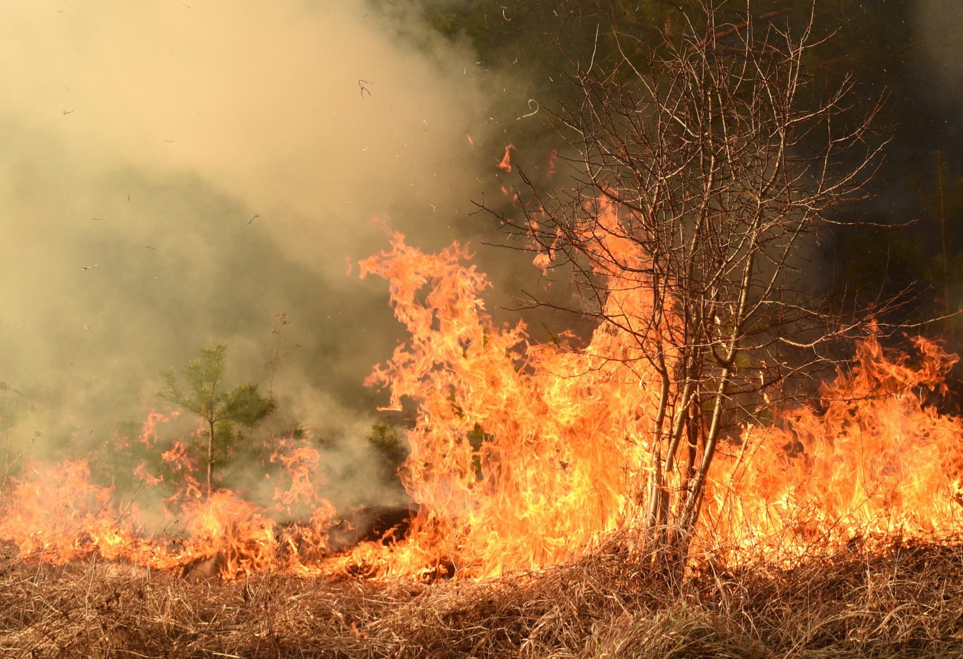 National park blaze likely sparked by illegal campfire