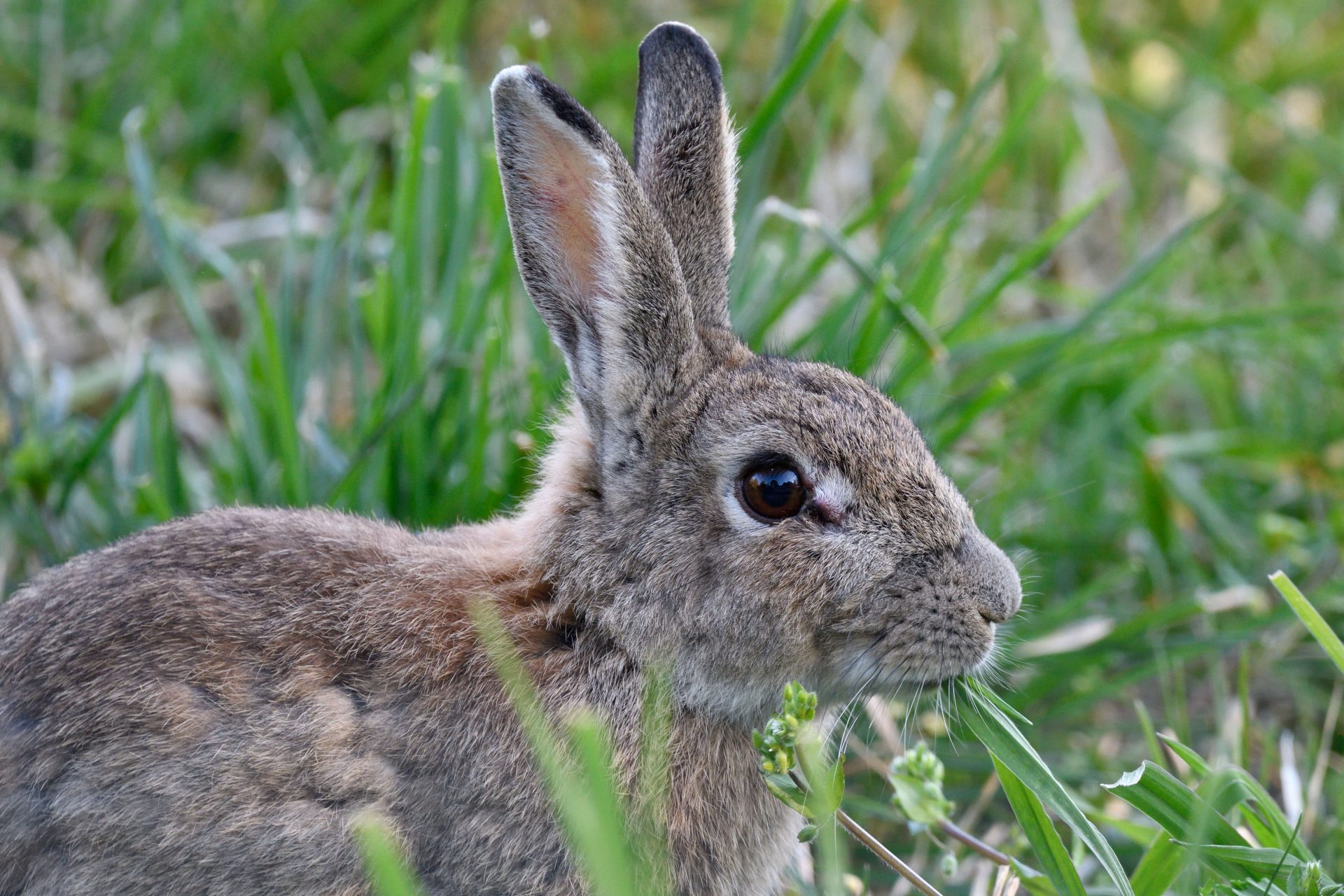 Council targets feral animals via extended program
