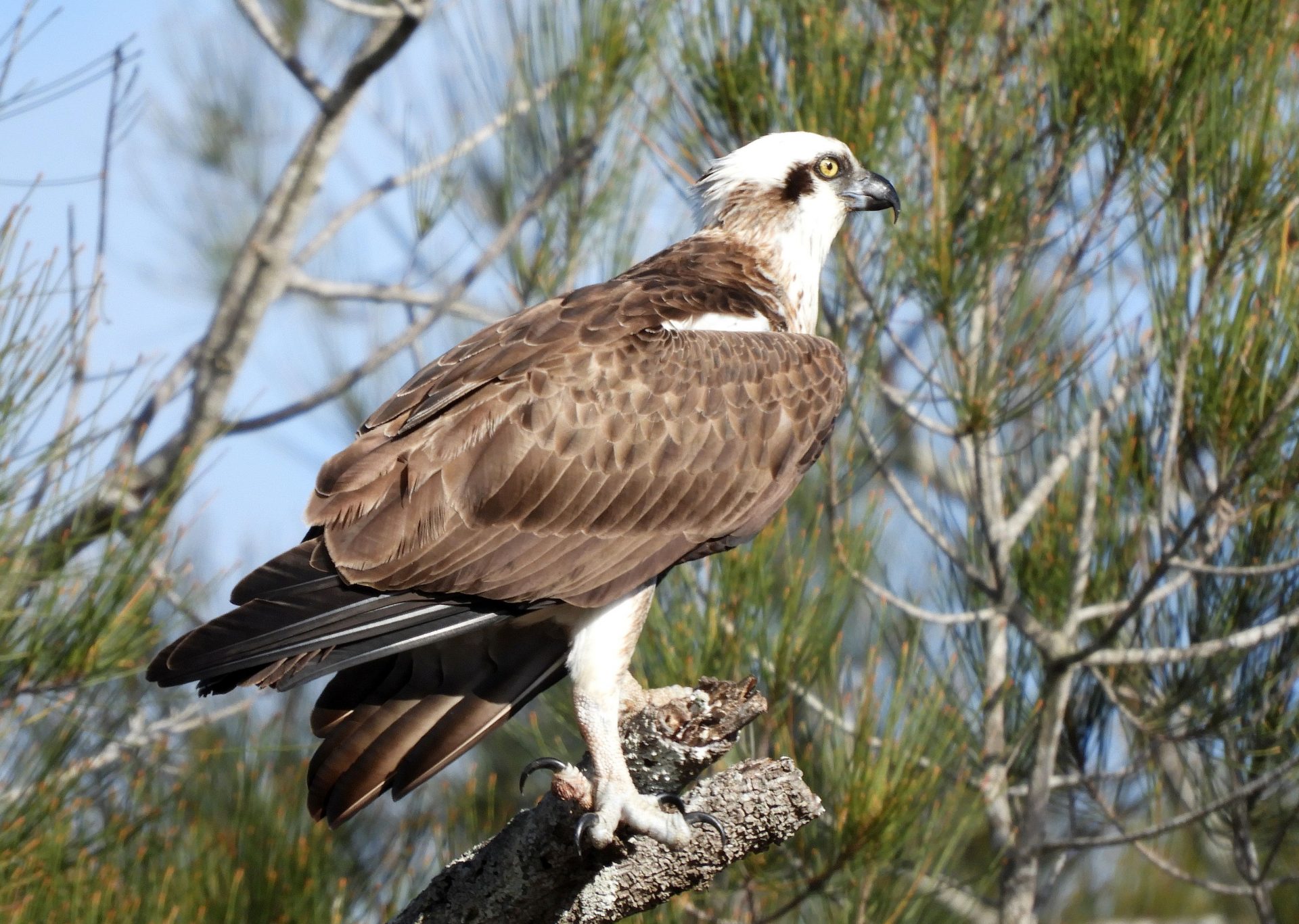 Bird of prey: Sunshine Coast News Photo of the Day