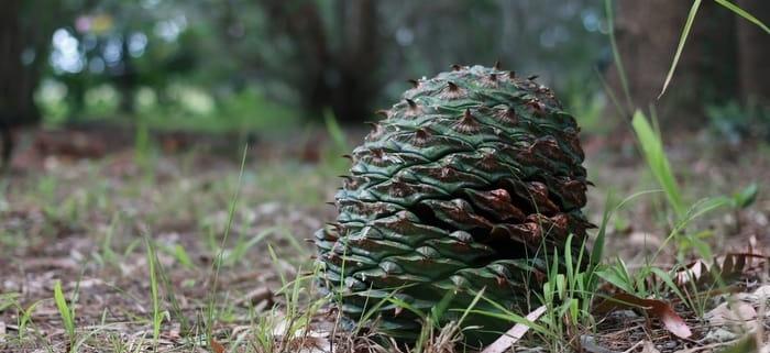 Forests, bunya feasts and bountiful rains, how the region's story began