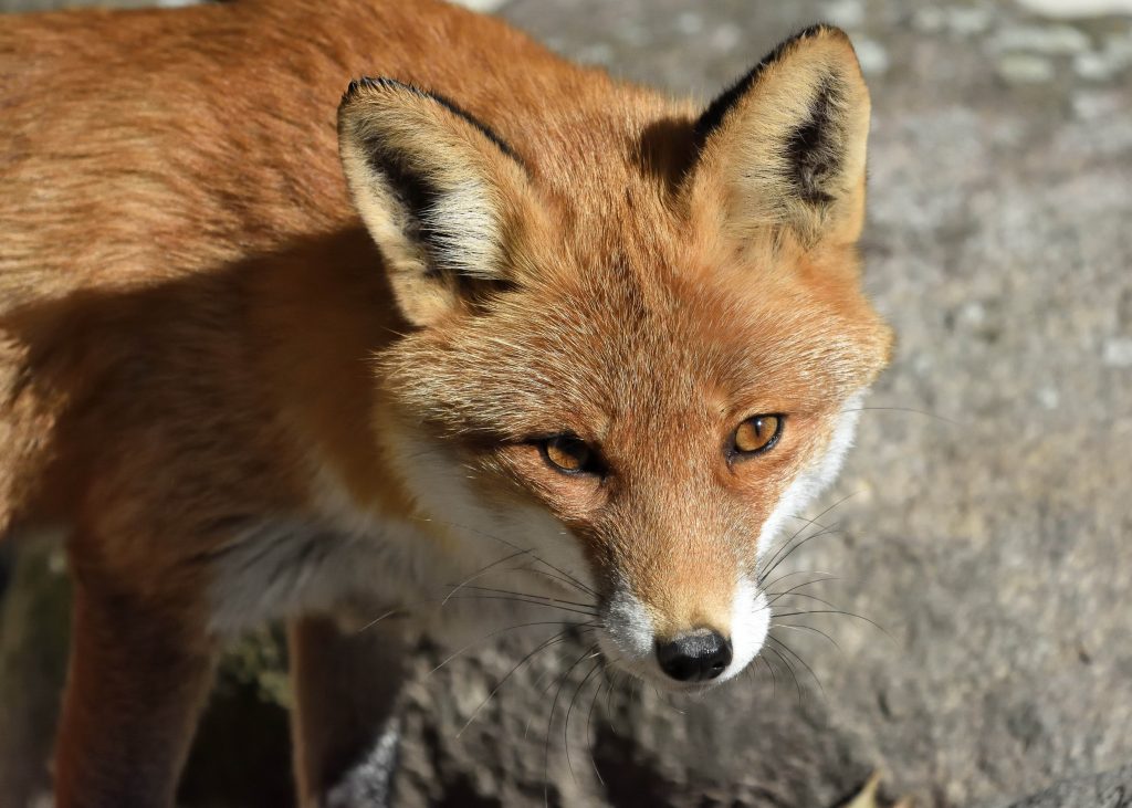 Why we are facing a new wave of extinctions in Australia