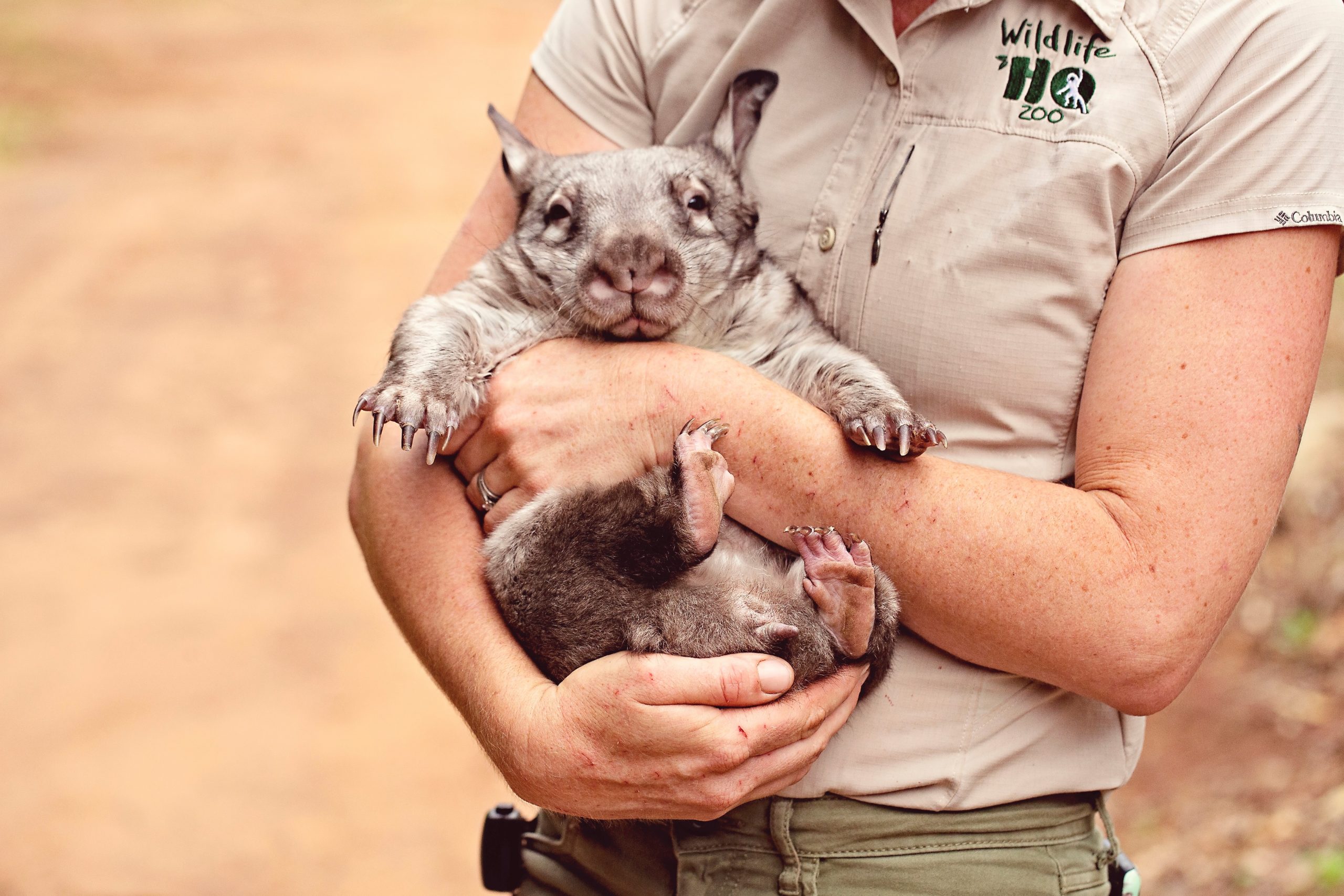 The little wombat making a huge impression at Coast zoo