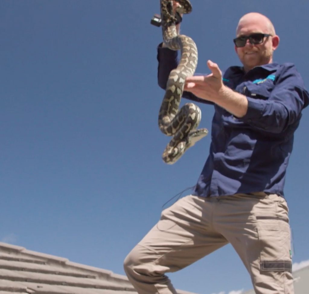 World wants more Sunshine Coast snake wrangling