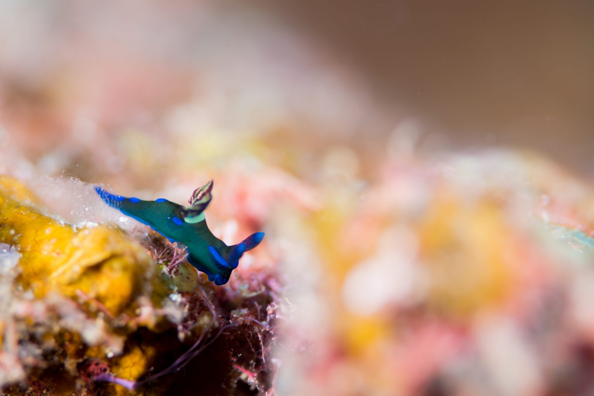 Why unusual ocean 'dragons' are washing up on our beaches