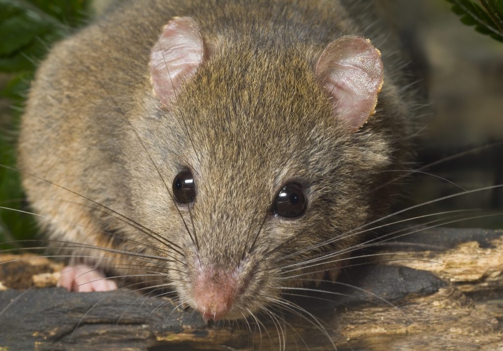 The little-known sanctuary helping protect threatened species