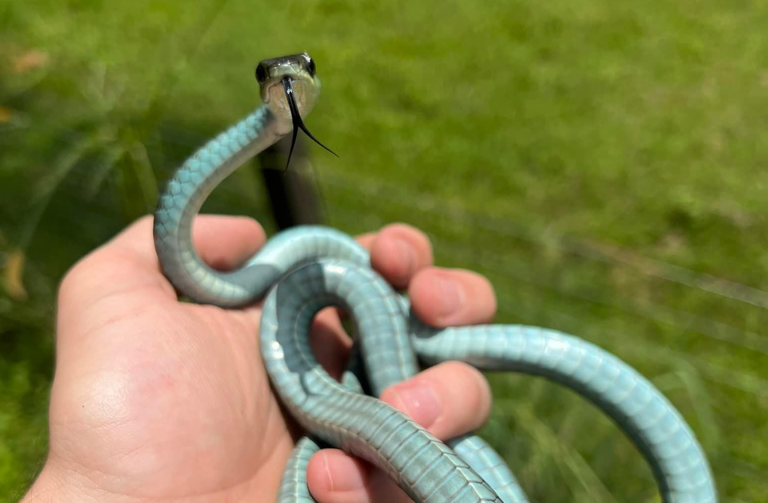 Natural beauty: meet the stunning snake 'everyone loves'