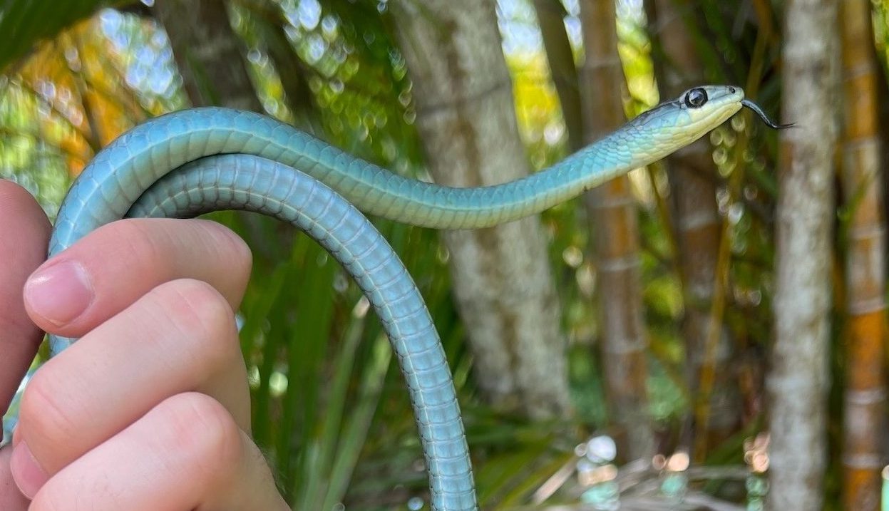 Natural beauty: meet the stunning snake 'everyone loves'