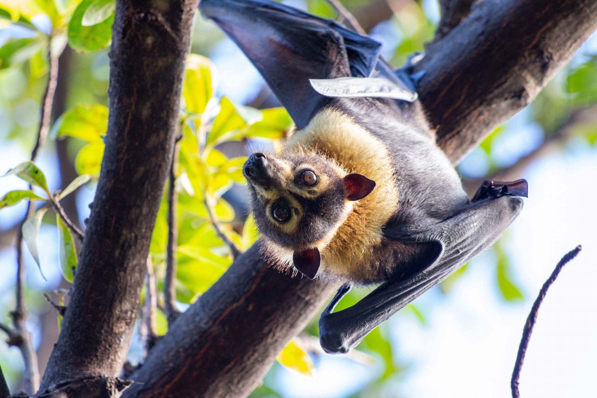 Scare tactic to deter flying foxes in popular coastal suburb