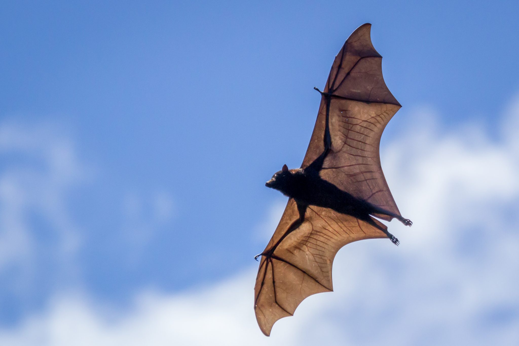Scare tactic to deter flying foxes in popular coastal suburb