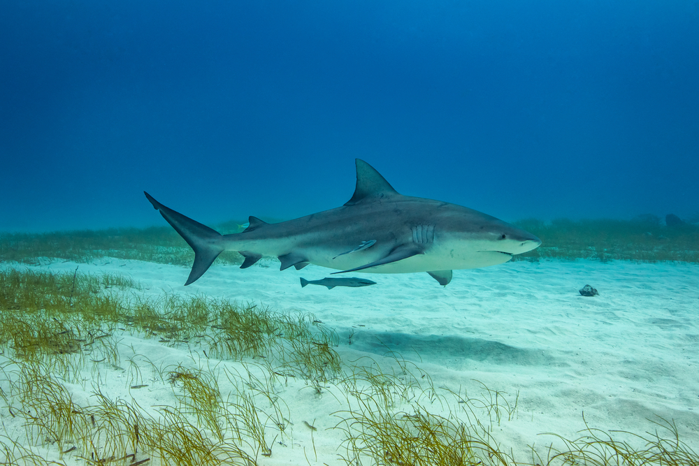 Bull sharks 'coming closer to shore' as Coast-first study hits water