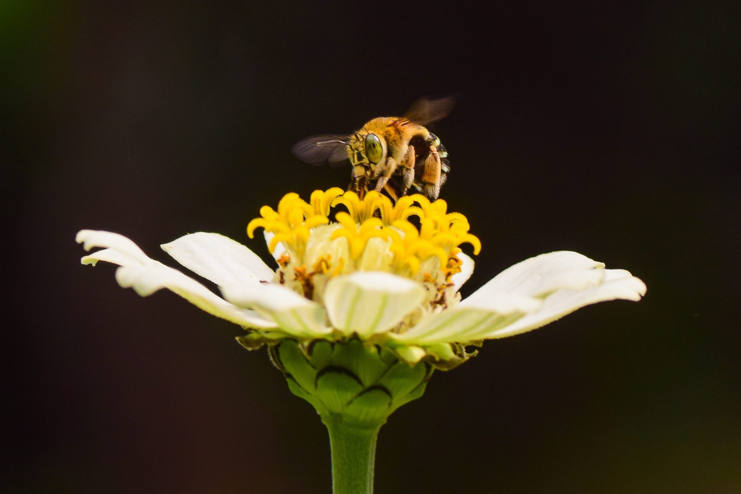 Ultimate bug hunt aims to uncover new insect species