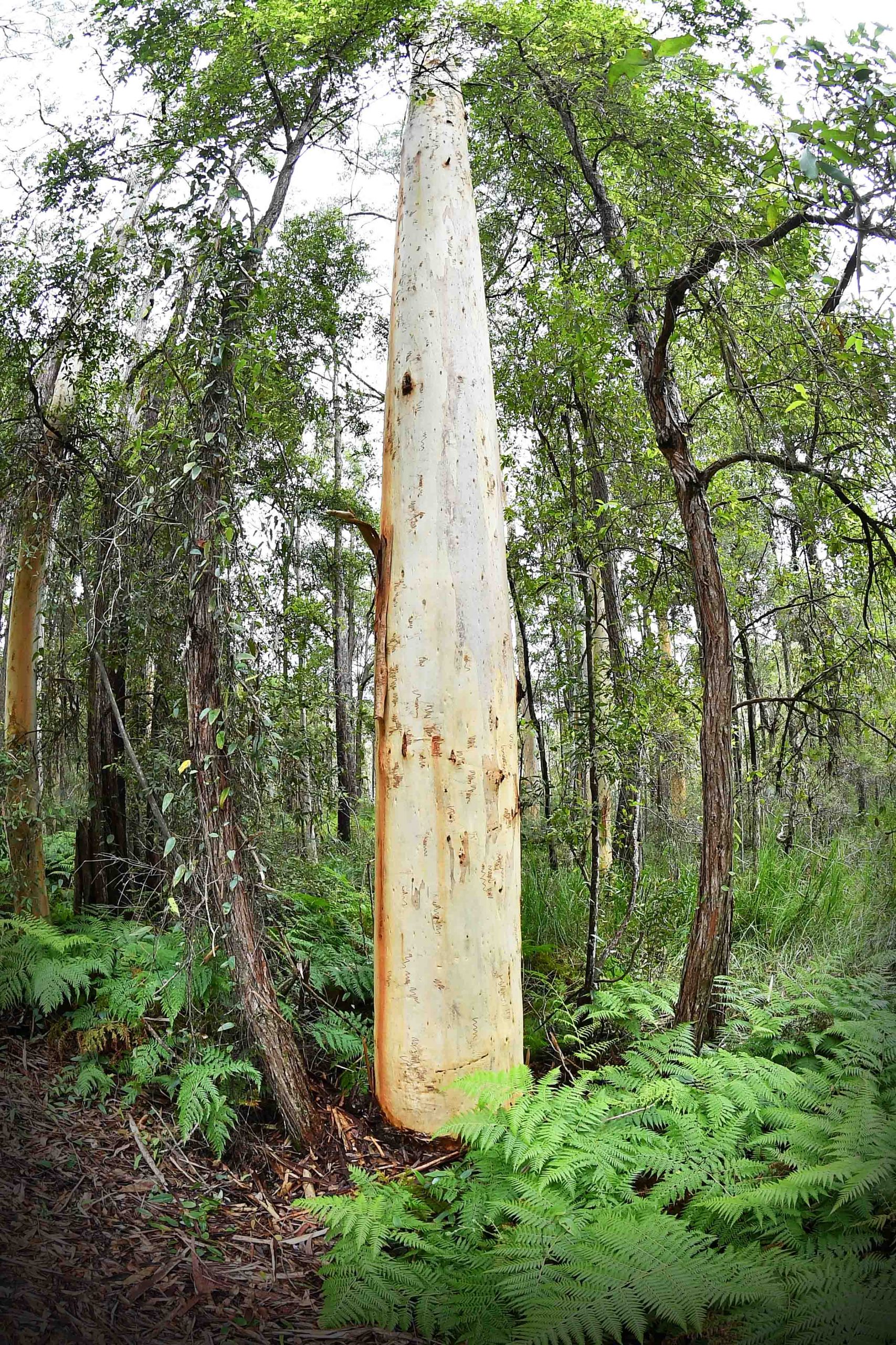 Saved! Key forests avoid one final chop