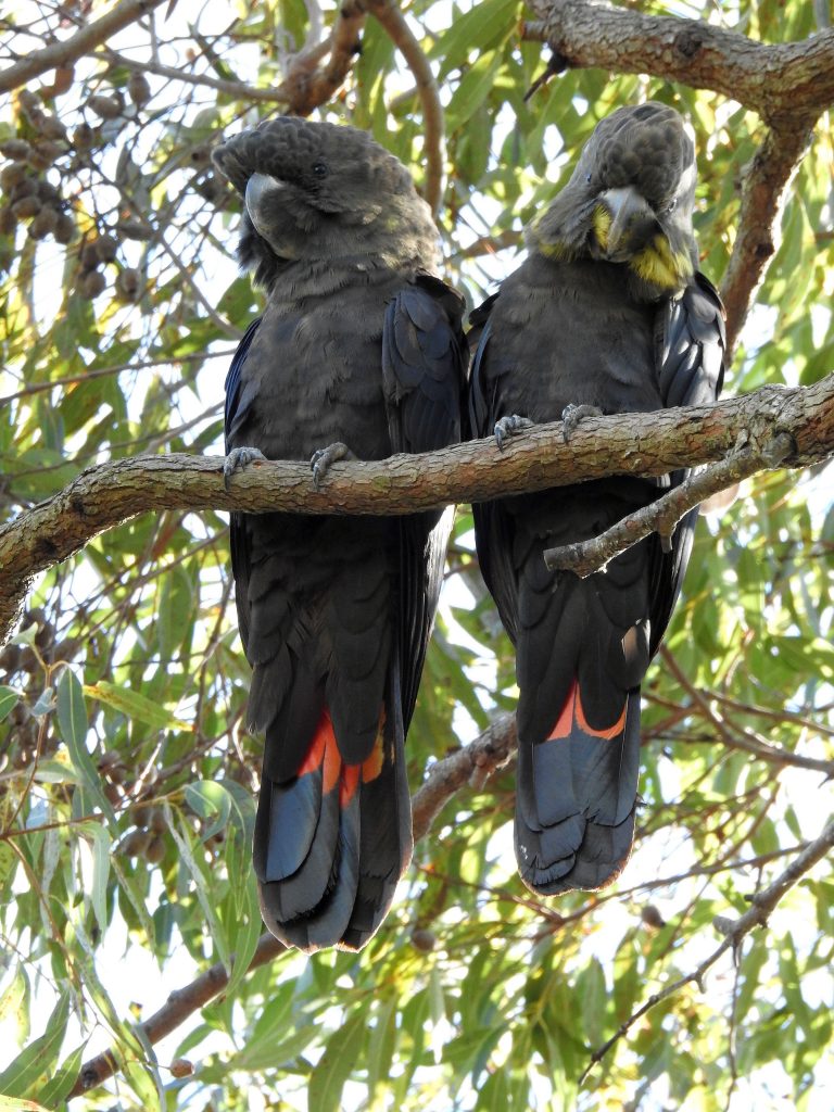 'Devastation' as prime feeding ground of rare glossy cockatoos cleared