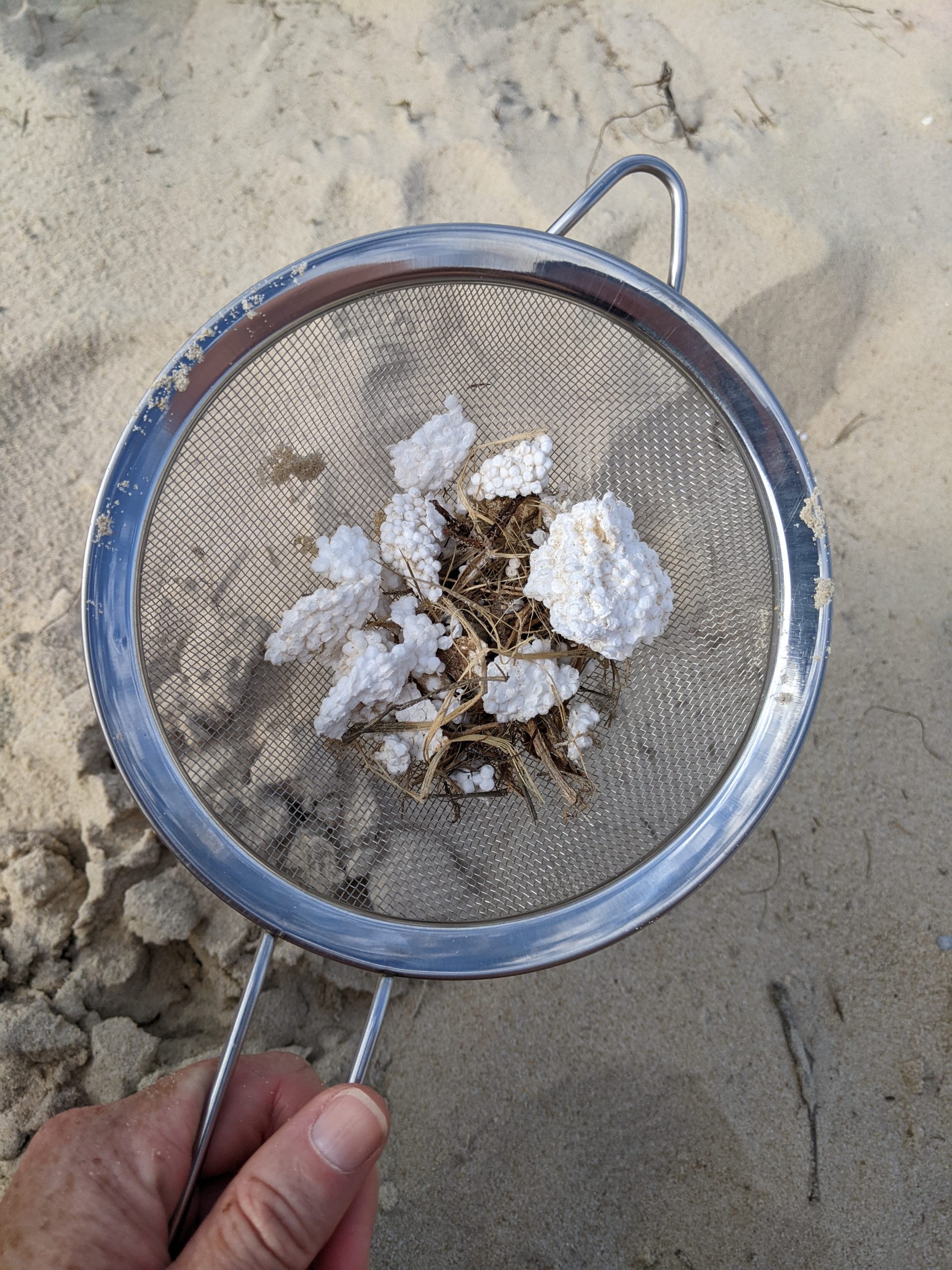 Noosa's pristine sand dunes covered in toxic 'snow'