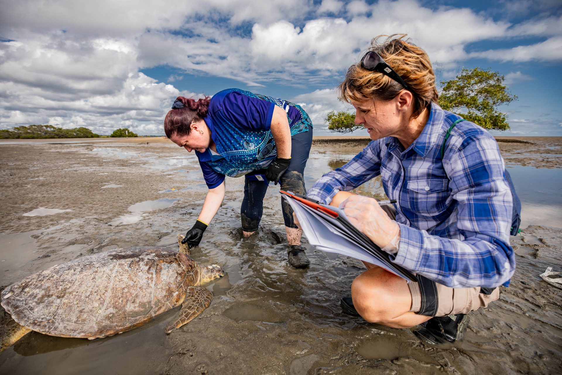 How a mystery disease and floods have impacted marine turtles