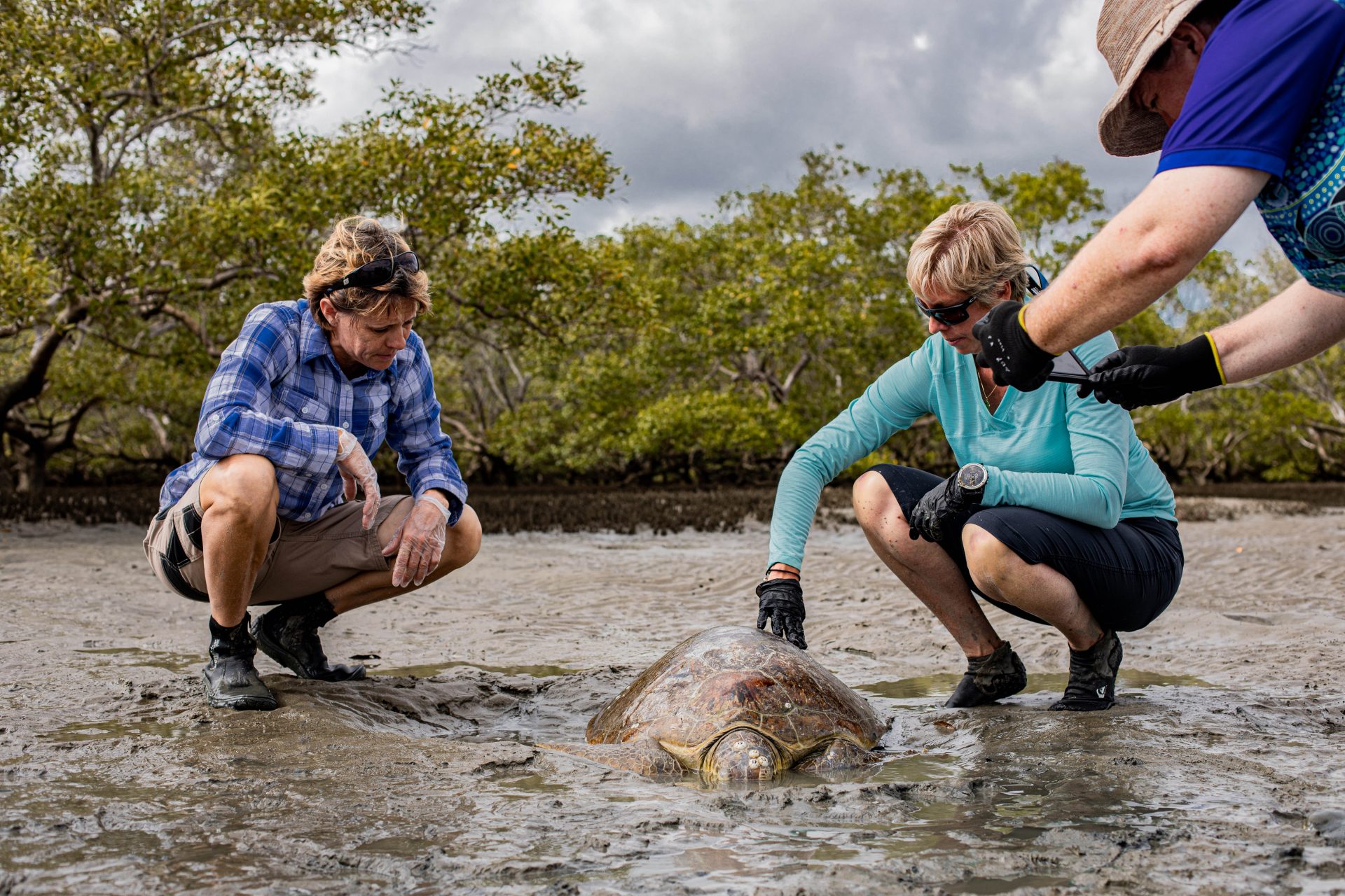 How a mystery disease and floods have impacted marine turtles