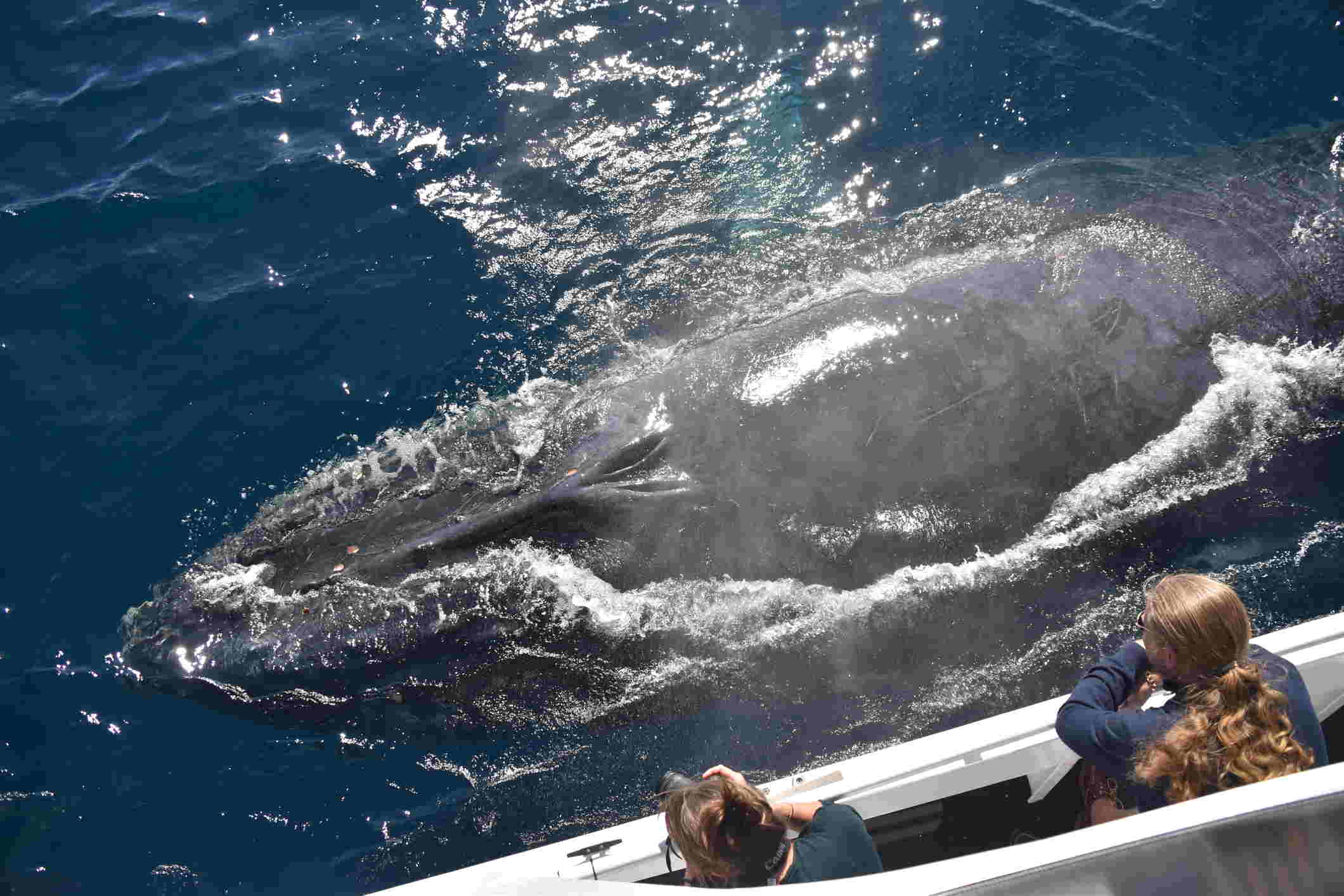 Whale of a time: ocean giants make spectacular return