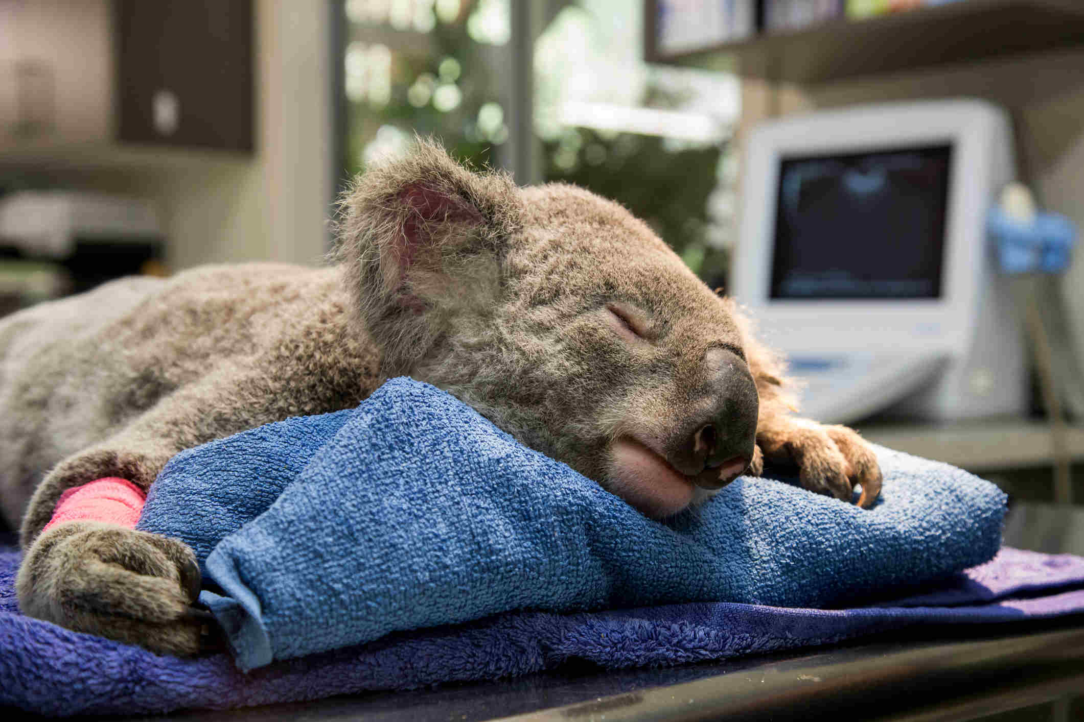 'Great' effort: USC professor fights to save an Aussie icon