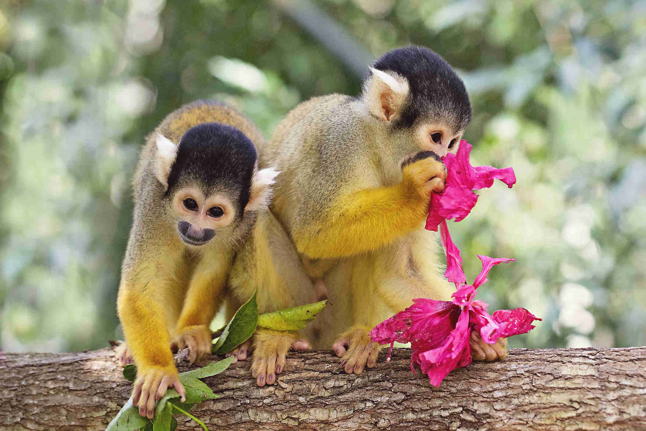 'Big personalities' cheeky monkeys life of the party at Coast zoo