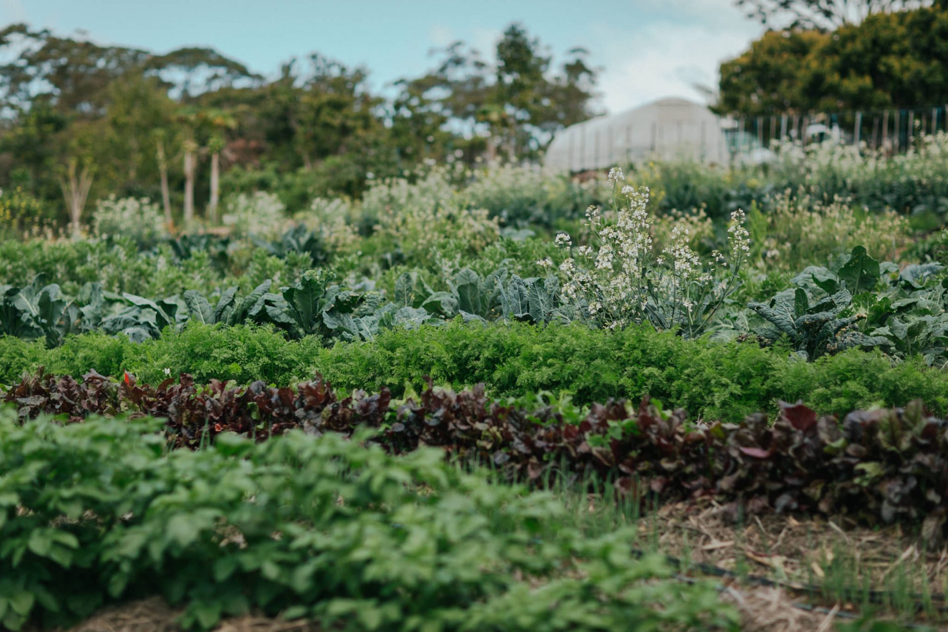 113-year-old hinterland tavern takes pub grub into the future