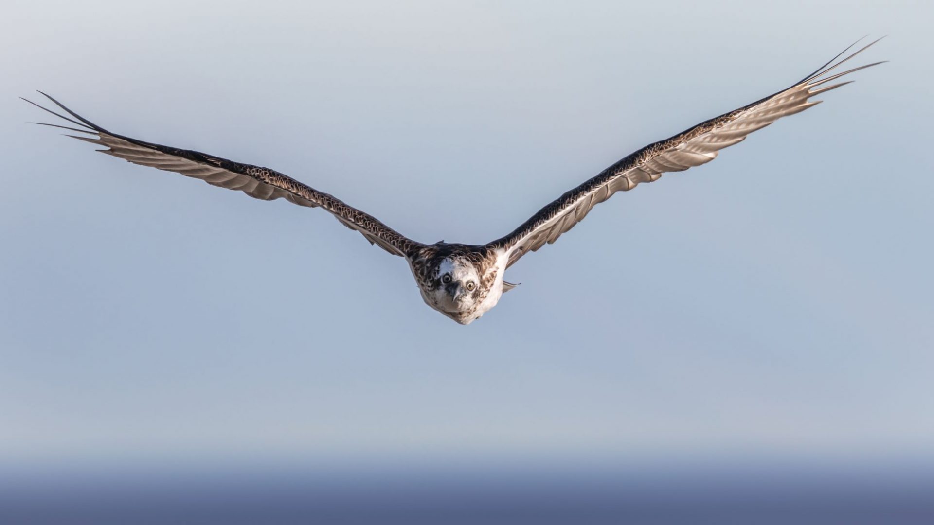 The sea hawk: Sunshine Coast News Photo of the Day