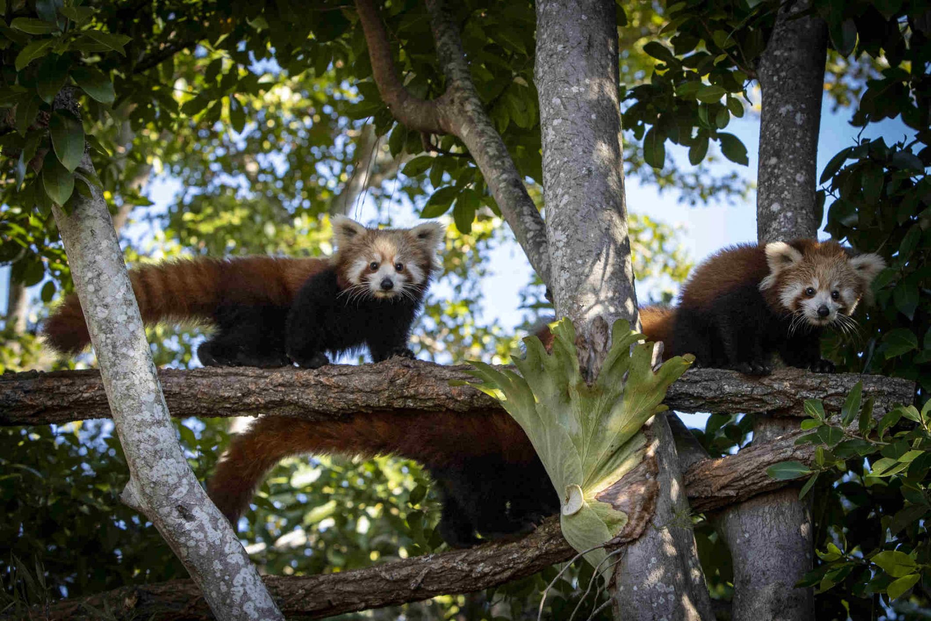 Australia Zoo's 'special moment' with cutest acrobatic cubs