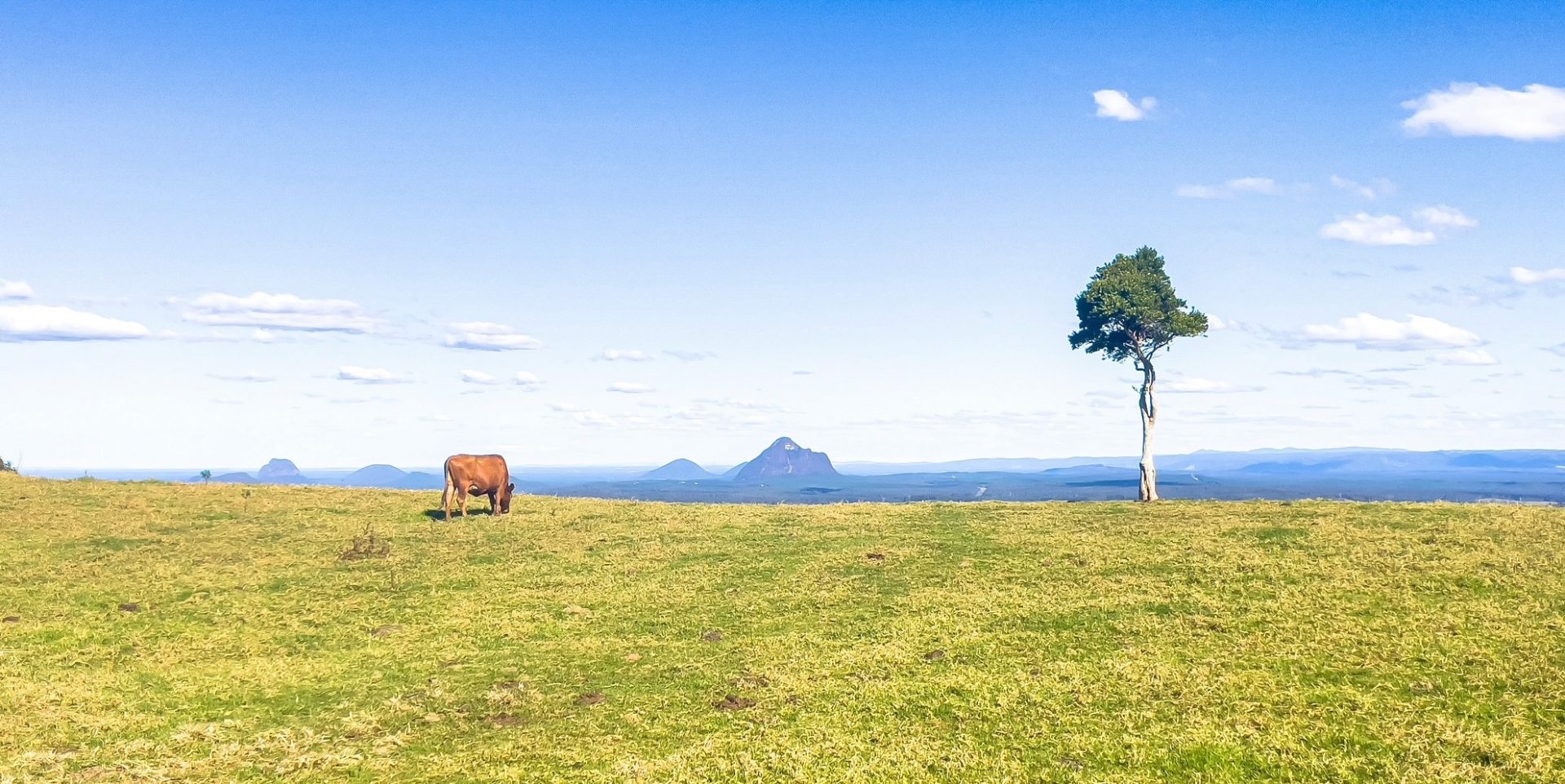 Photo of the day: one cow hill