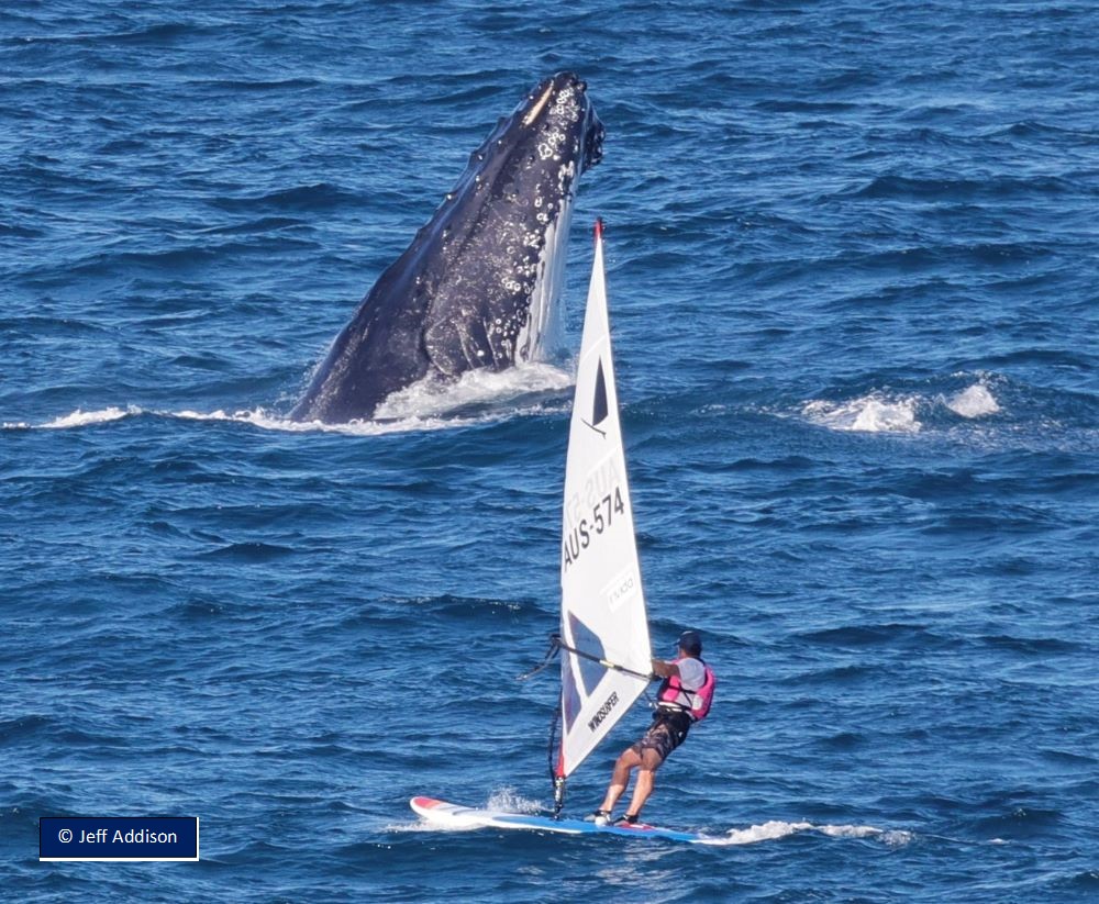 Close encounter: 'mesmerised' windsurfer relives experience