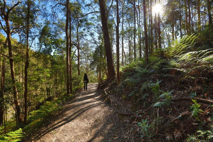 Walk through the treetops at Coast's new ecological park