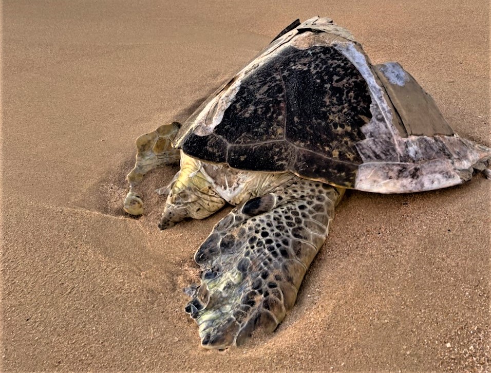 Did something big take a chomp at half-eaten turtle?