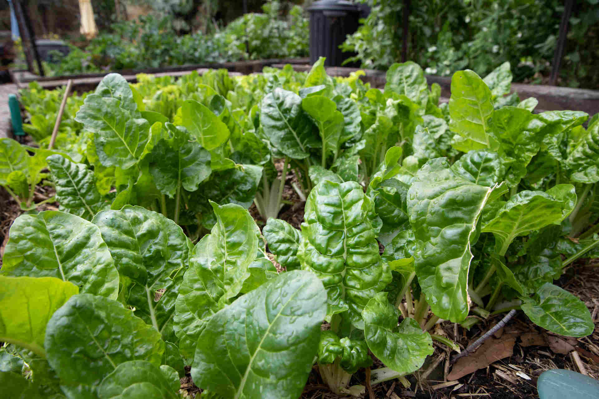 How to grow a salad in celebration of backyard farming