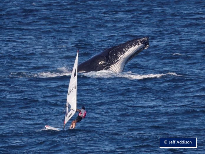 Close encounter: 'mesmerised' windsurfer relives experience