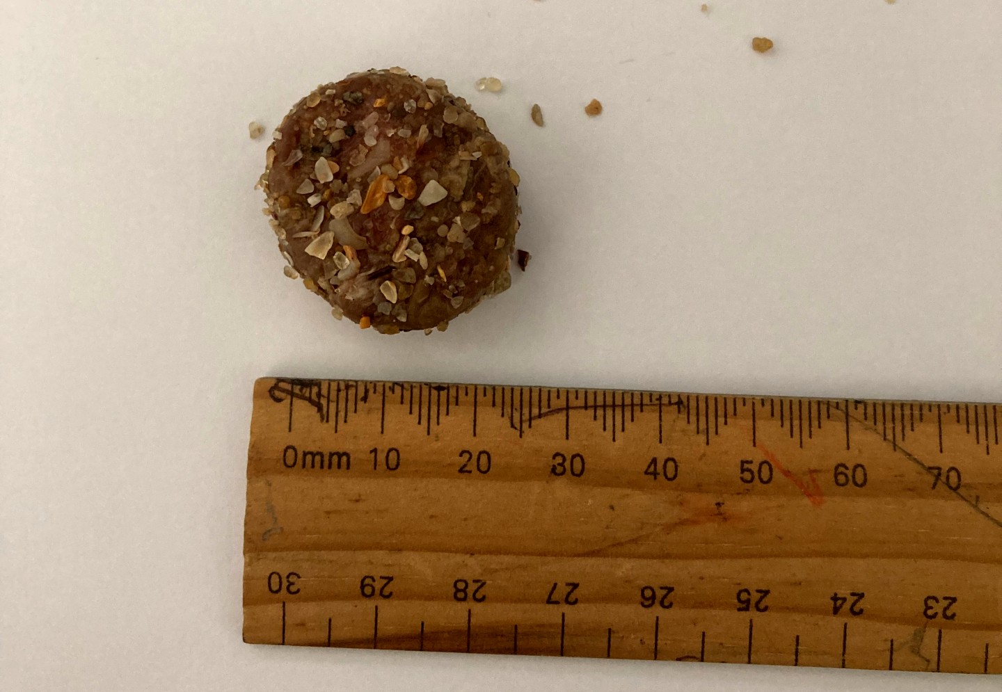 Dog's close call with suspicious meatball sparks warning