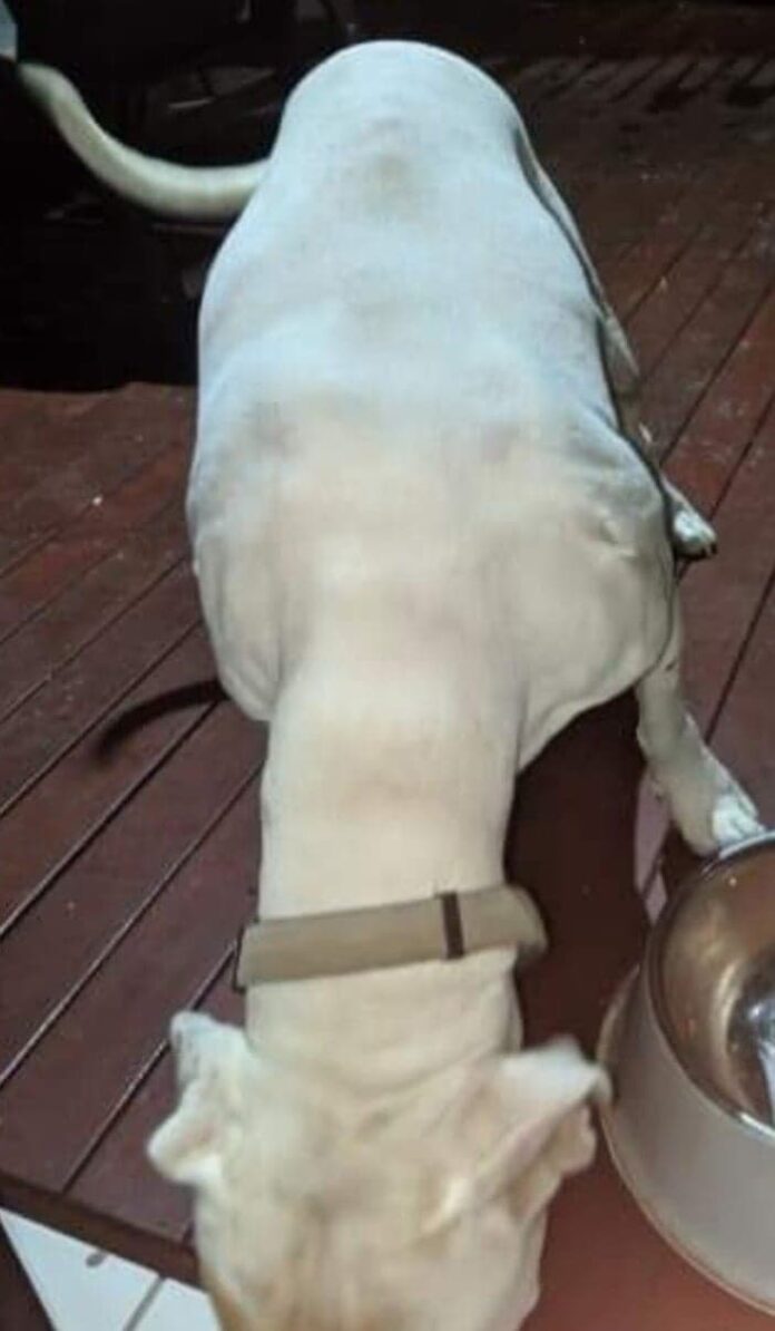 Falkor the rescue dog is proof second chances do exist