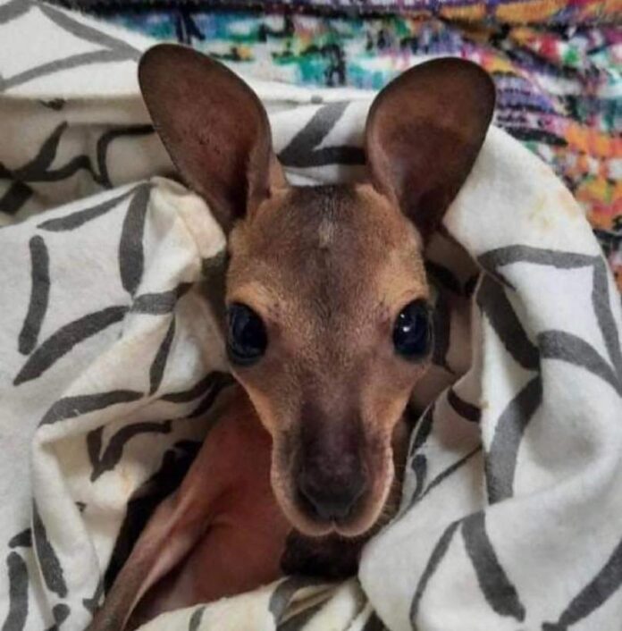 Help treatable sick and injured Kangaroos live