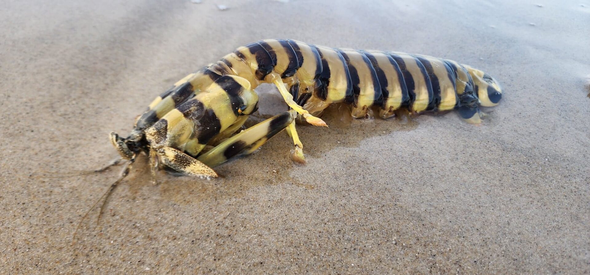 'A punch like a gunshot': why you don't mess with this creature