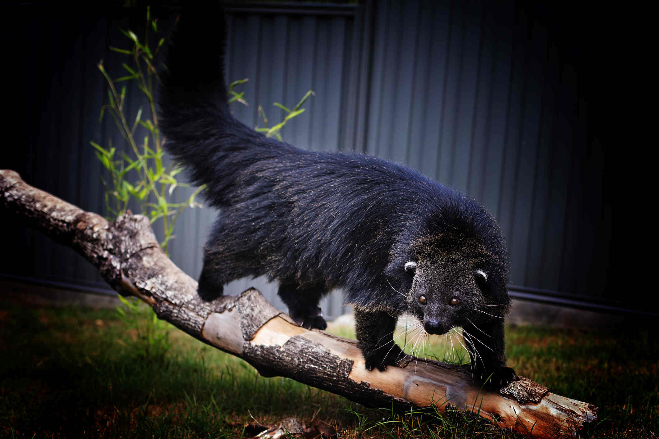 Wild nights: zoo to open its gates after sunset