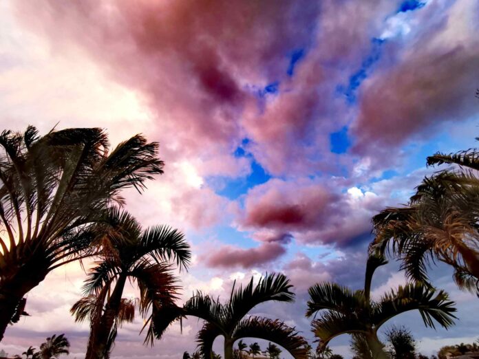 Photo of the Day: Mooloolaba palms