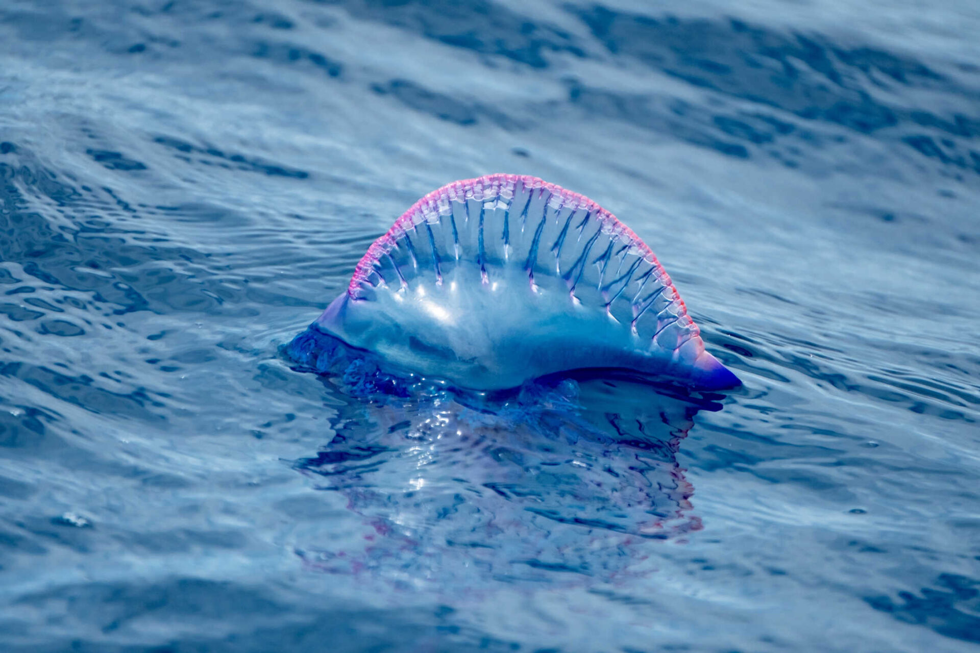 Where are all the bluebottles? Beachgoers enjoy reprieve