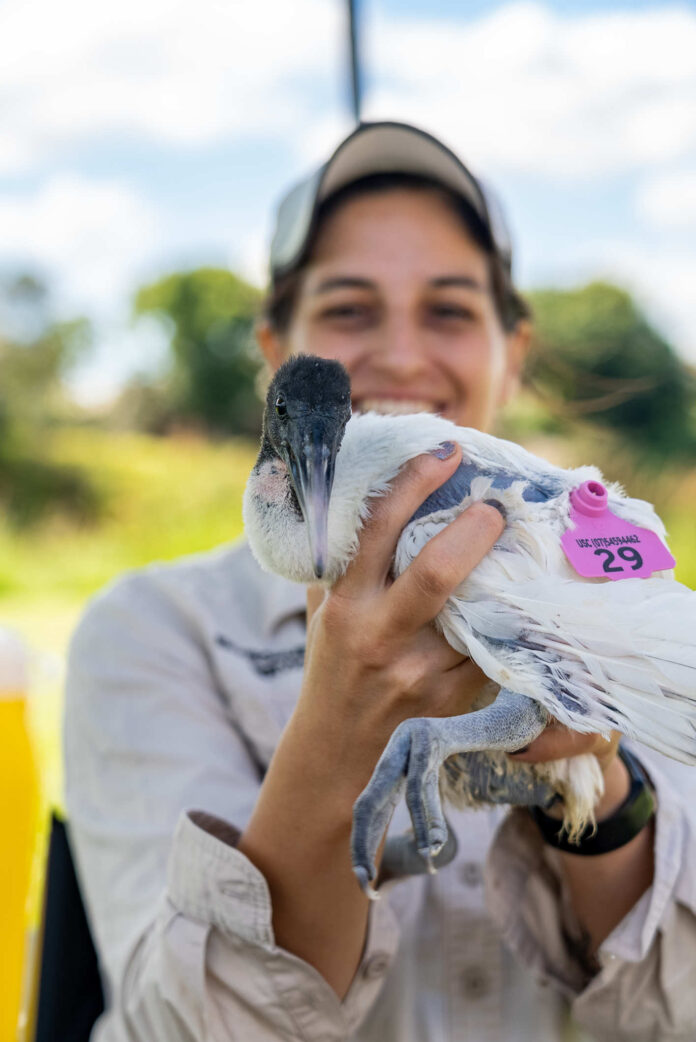 Getting to know much-maligned 'bin chickens'