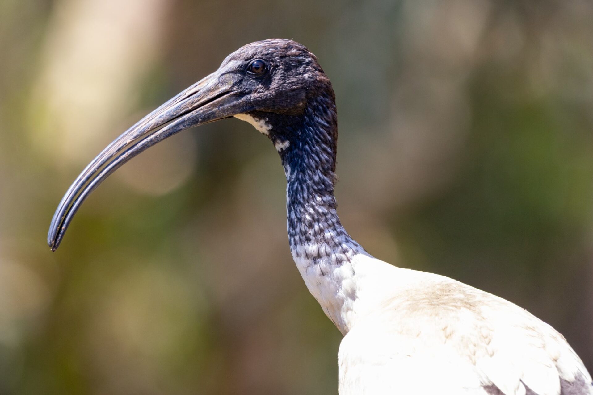 Getting to know much-maligned 'bin chickens'