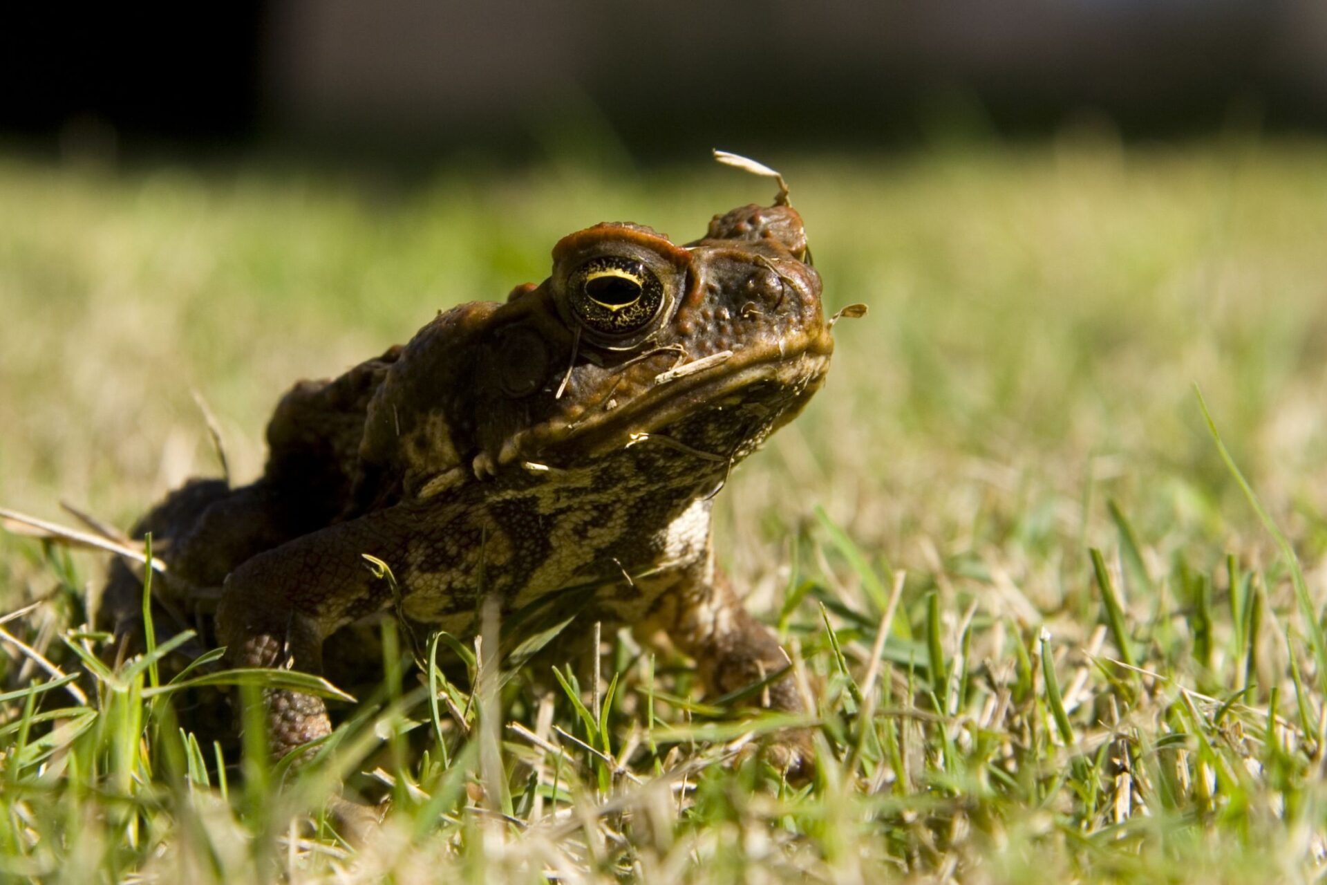 Join the fight against cane toads